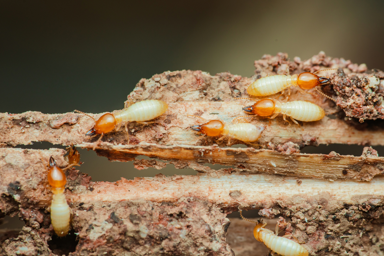 The Importance of Port St Lucie Termite Control
